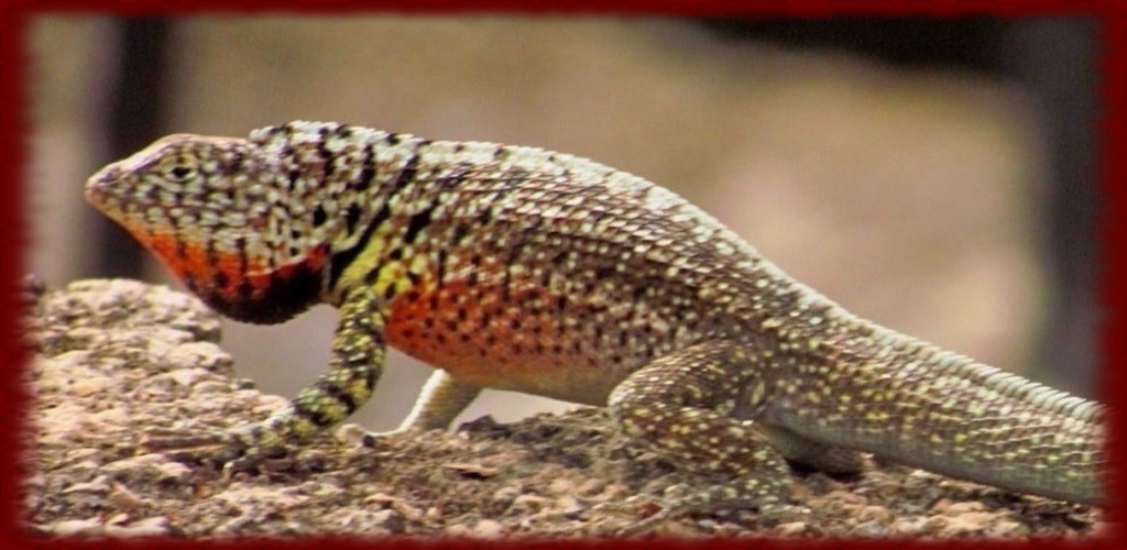 Lizards wallpapers - Latest version 1.0 for Android App Entertainment