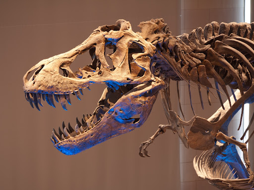 7 Awesome Facts About Dinosaurs — Google Arts & Culture