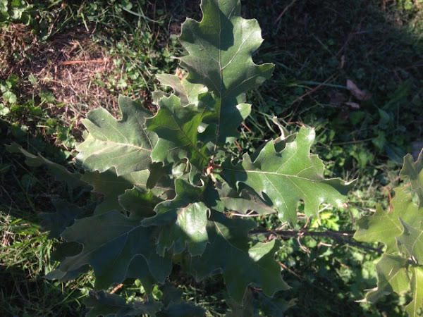 Red Oak | Project Noah