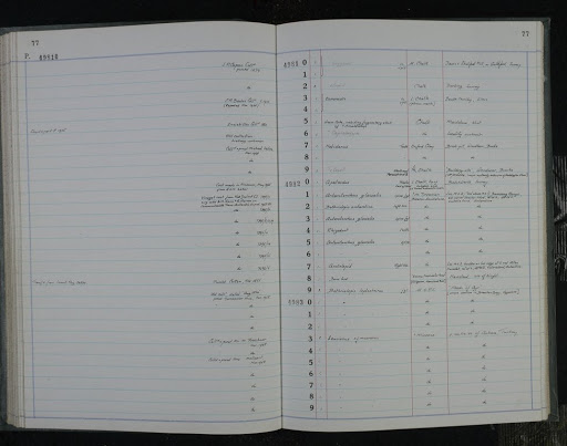 Notidanus infraphylum Gnathostomata Cuvier, 1817b — Google Arts & Culture