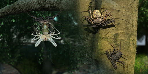 The Whip Spider — Google Arts & Culture