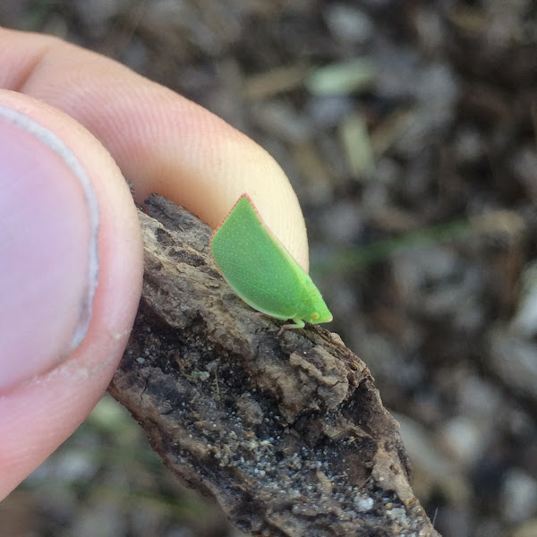 Green Planthopper | Project Noah