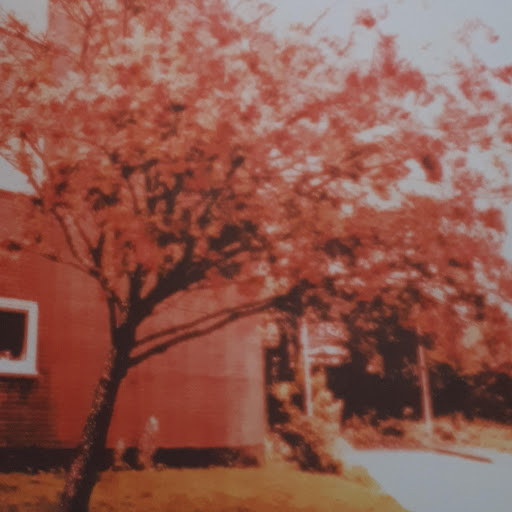 Roses and Buttercups - YouTube Music