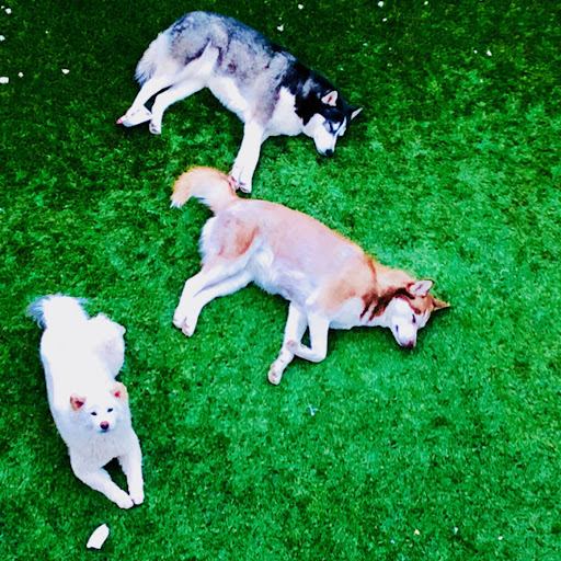 Husky - YouTube Music