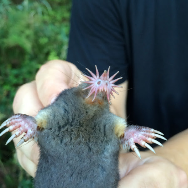 Star-nosed Mole | Project Noah