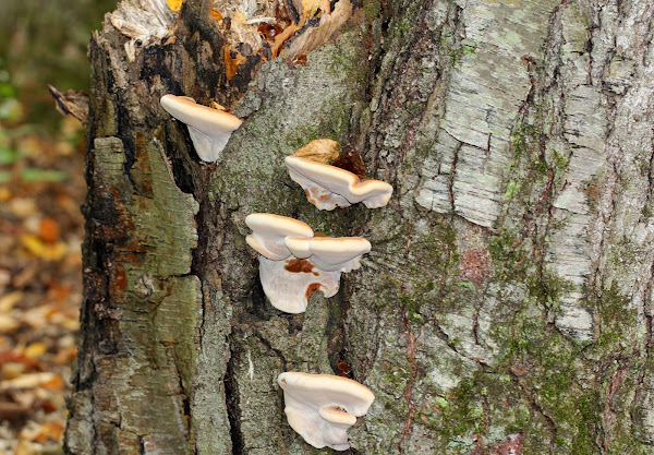 Resinous Polypore | Project Noah