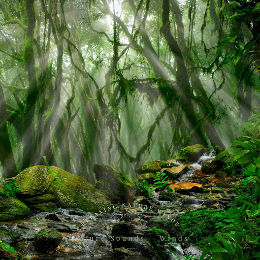 Natural Forest Sounds - YouTube Music