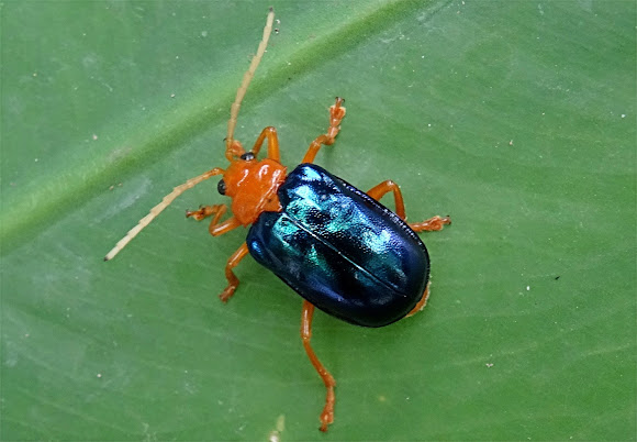 Leaf Beetle | Project Noah