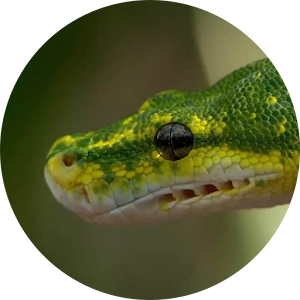 Snake Live Wallpaper - Latest version 1.00 for Android App Personalization