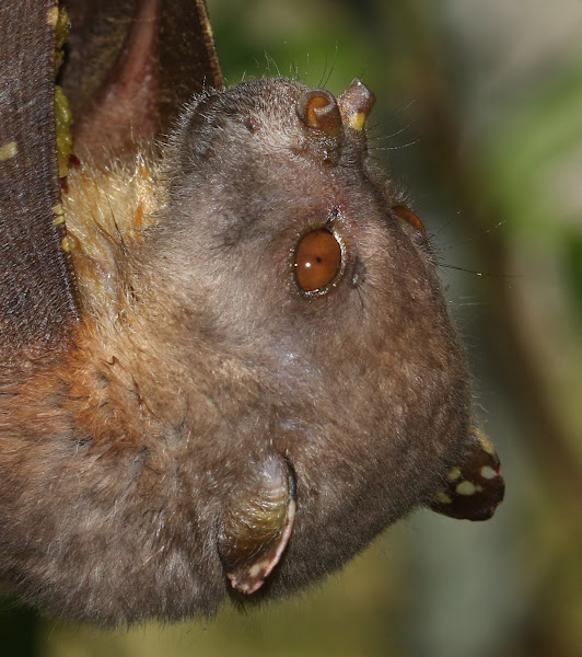 Eastern Tube-nosed Bat | Project Noah
