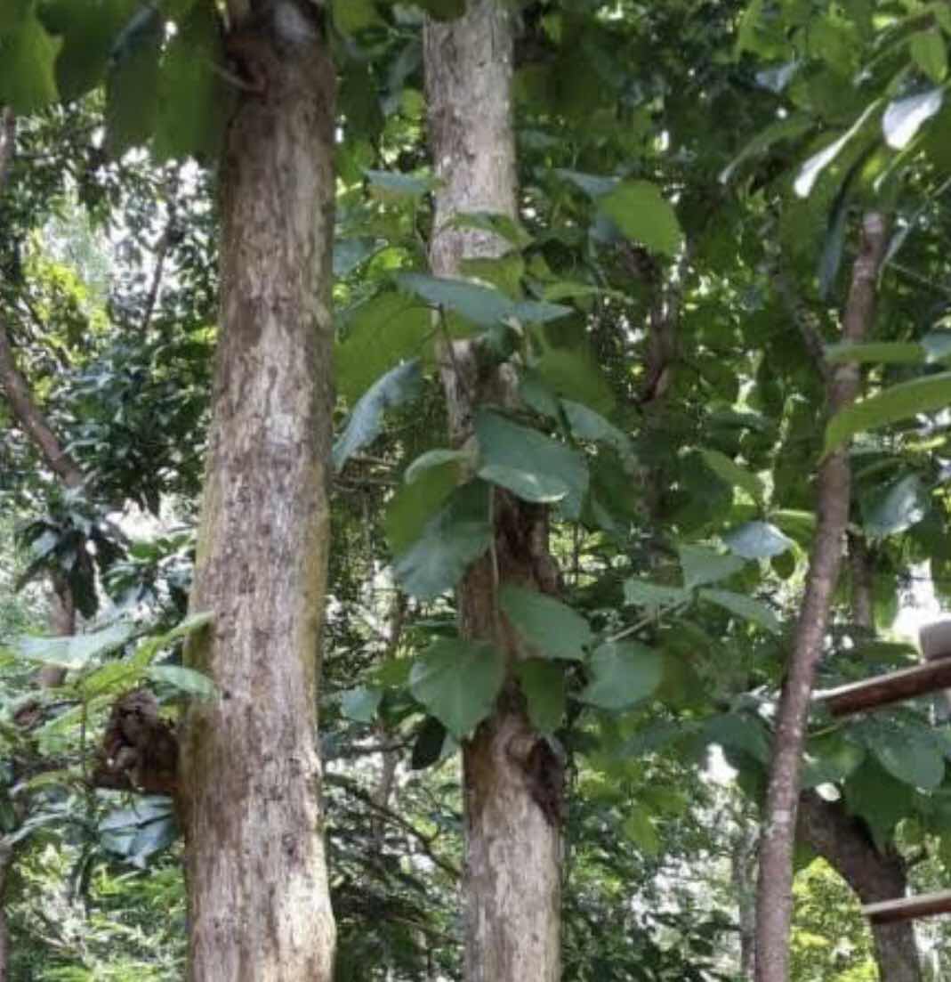 IDENTIFIKASI PEMANFAATAN POHON JATI(Tectona grandis) SEBAGAI POHON ...