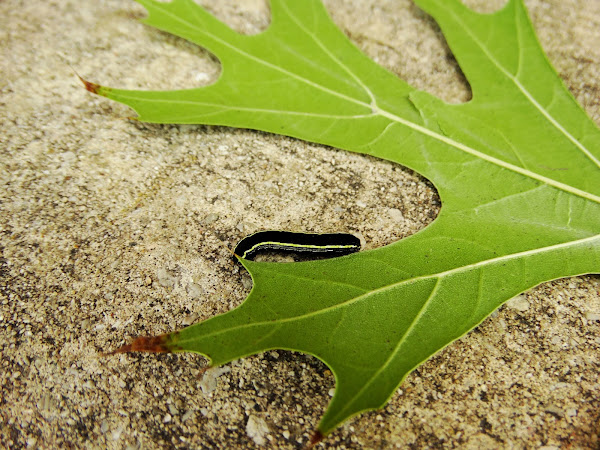 Armyworm | Project Noah