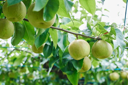 The Long Tradition of Japanese Pear Farming — Google Arts & Culture