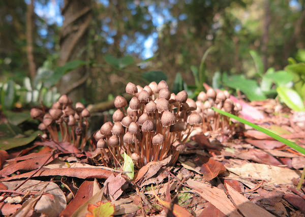 Fairy Bonnets (aka Fairy Inkcaps) | Project Noah