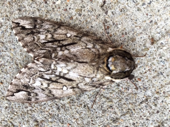 Waved Sphinx Moth | Project Noah