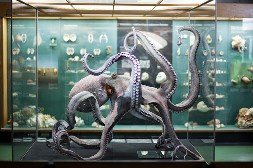 The giant octopus has been displayed at the MEERESMUSEUM since the ...