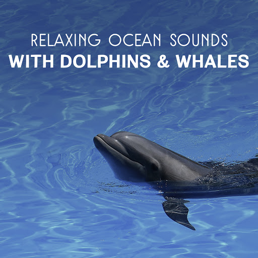 Calming Sounds of Whales & Dolphins - YouTube Music