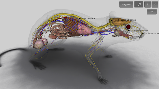 3D Rat Anatomy - Android Apps on Google Play