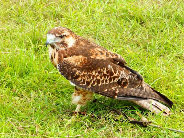 Rough-legged buzzard | Project Noah