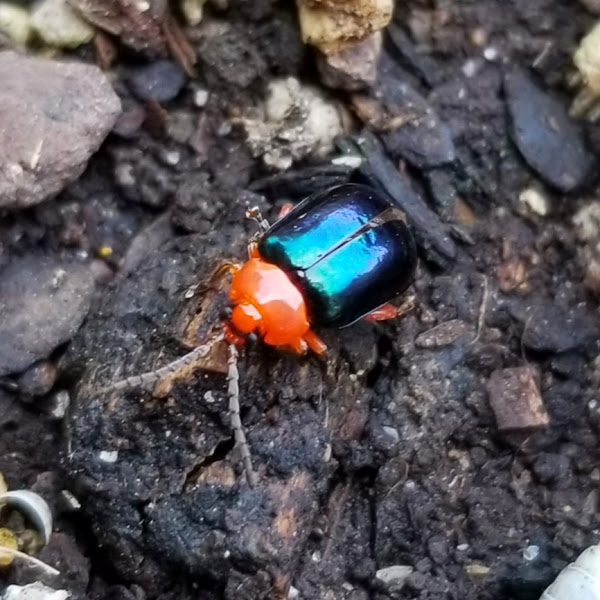 Red and blue flea beetle | Project Noah