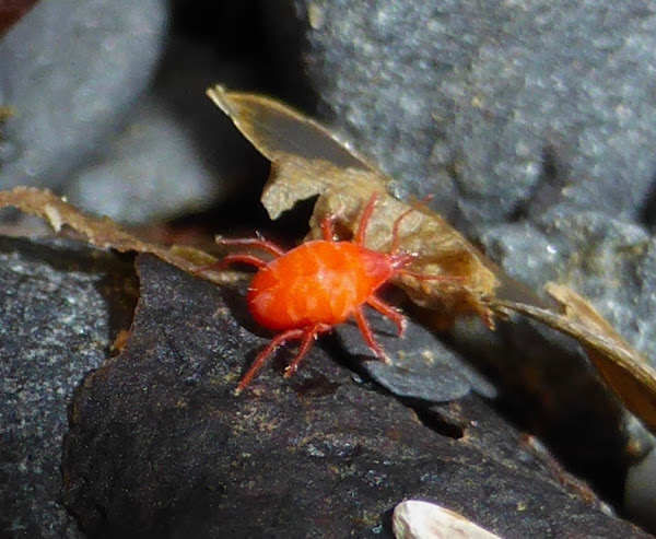 Snout Mite | Project Noah