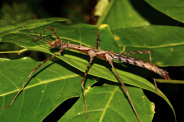 Stick Insect, Phasmid - Female | Project Noah