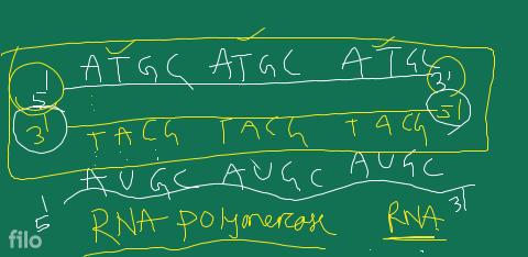 Construct and label a transcription unit from which the RNA segment given..