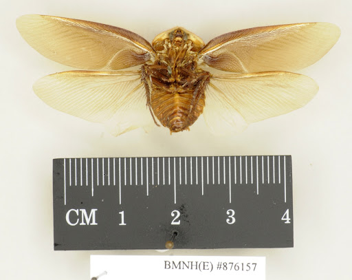 Polyphaga indica Walker, 1868 — Google Arts & Culture