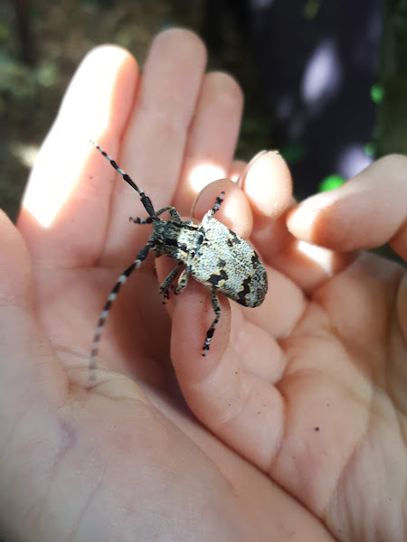 Spotted Tree Borer | Project Noah