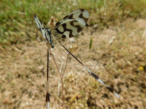 Spoonwing Lacewing | Project Noah