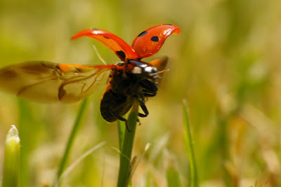 Photos Naturelles L Envol D Une Coccinelle