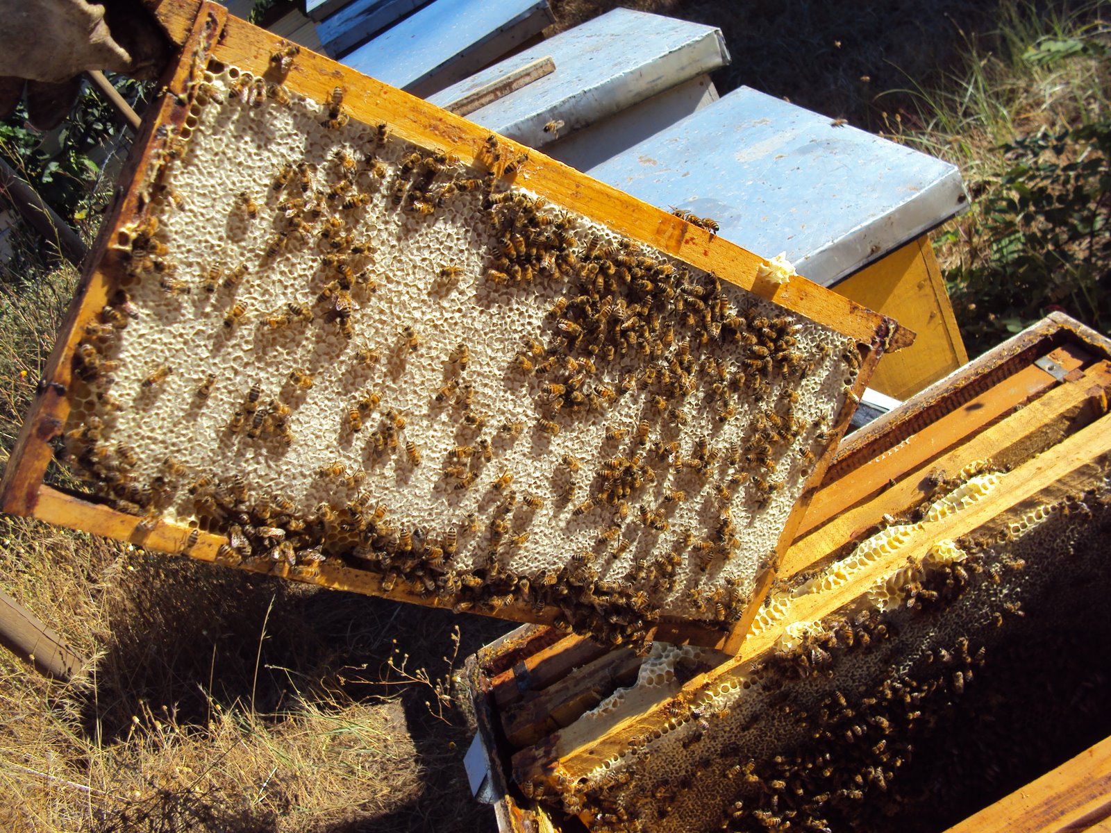 Guía Eficaz Paso A Paso Cómo Cosechar Miel Pura En Tu Propio Colmenar