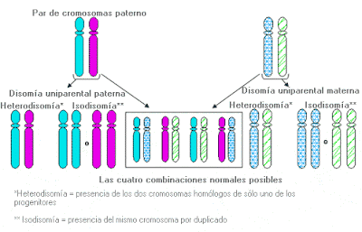 Aneuploidias Y Poliploidias Síndrome De Prader Labhart Willi