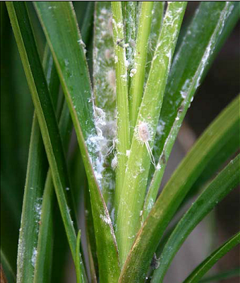 How To Get Rid Of Mealybugs On Orchids Treatment And Prevention