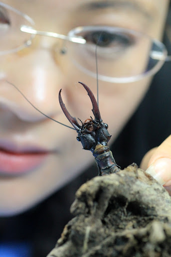 The Behemoth of the Microcosm: Acanthacorydalis fruhstorferi — Google ...