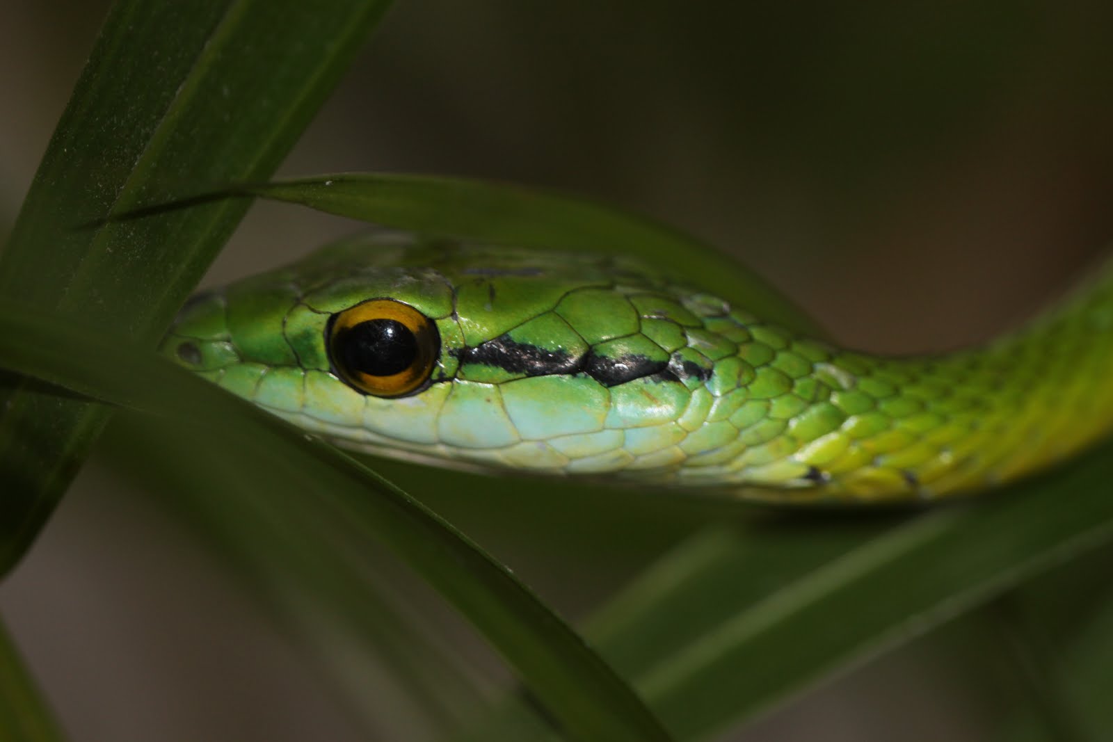 Panama Wildlife Green Parrot Snake