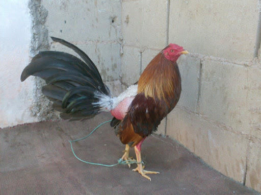 Gallos Atamaica