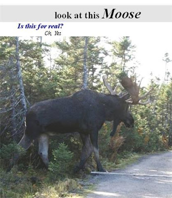 Ben G Outdoors Giant Moose
