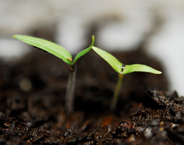 Aliens Life Sembrar Para Cosechar