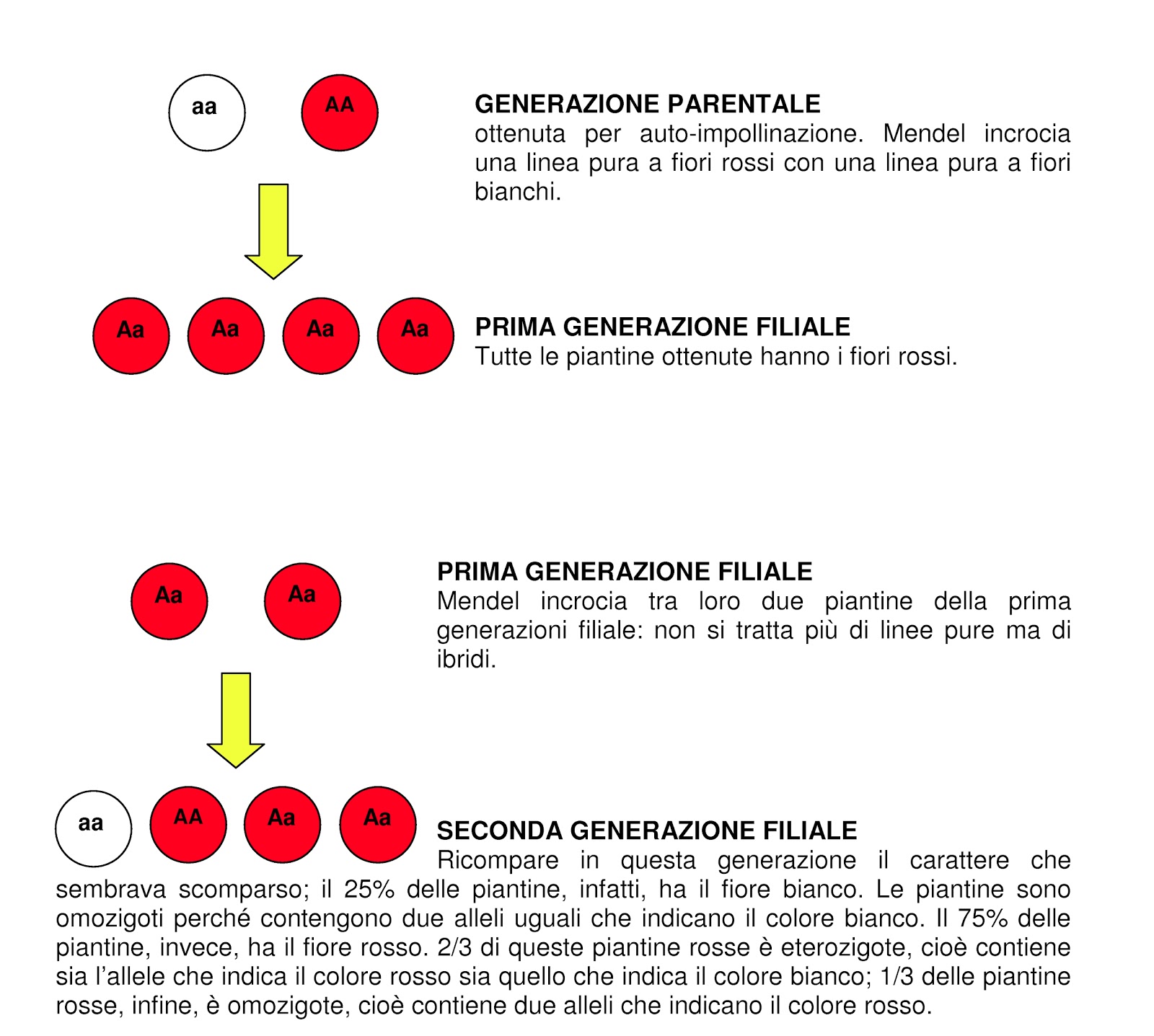 Science For Passion Seconda Legge Di Mendel Un Esercizio Sulla