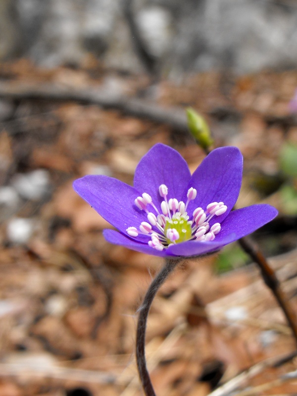 Flori rare de primăvară | meetSun.ro
