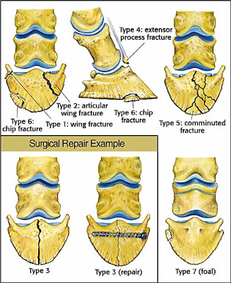 Behind The Bit Coffin Bone Fractures What To Look For