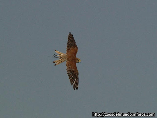 Zoos del Mundo - Halcones y cernícalos (Falco spp.) - Fotografia