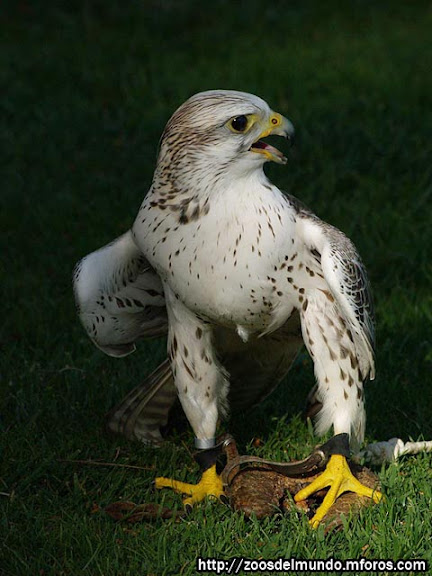 Zoos del Mundo - Halcones y cernícalos (Falco spp.) - Fotografia