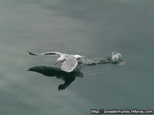 Zoos del Mundo - Howth (Dublín, Irlanda): Focas grises y aves marinas ...