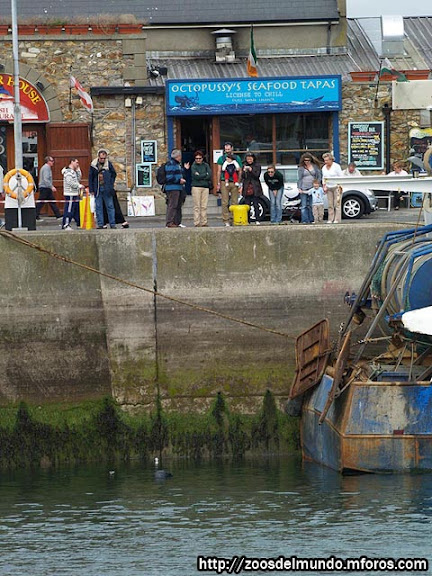 Zoos del Mundo - Howth (Dublín, Irlanda): Focas grises y aves marinas ...