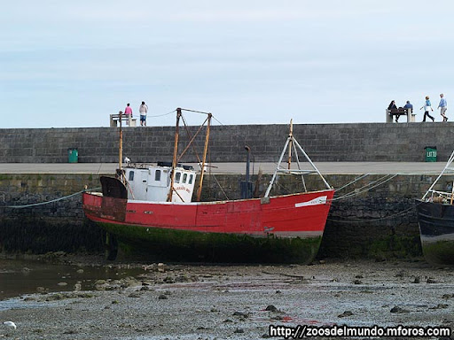 Zoos del Mundo - Howth (Dublín, Irlanda): Focas grises y aves marinas ...
