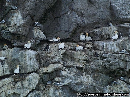 Zoos del Mundo - Howth (Dublín, Irlanda): Focas grises y aves marinas ...