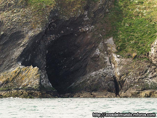 Zoos del Mundo - Howth (Dublín, Irlanda): Focas grises y aves marinas ...
