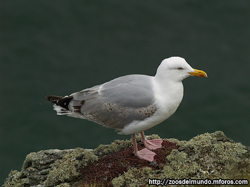 Zoos del Mundo - Howth (Dublín, Irlanda): Focas grises y aves marinas ...
